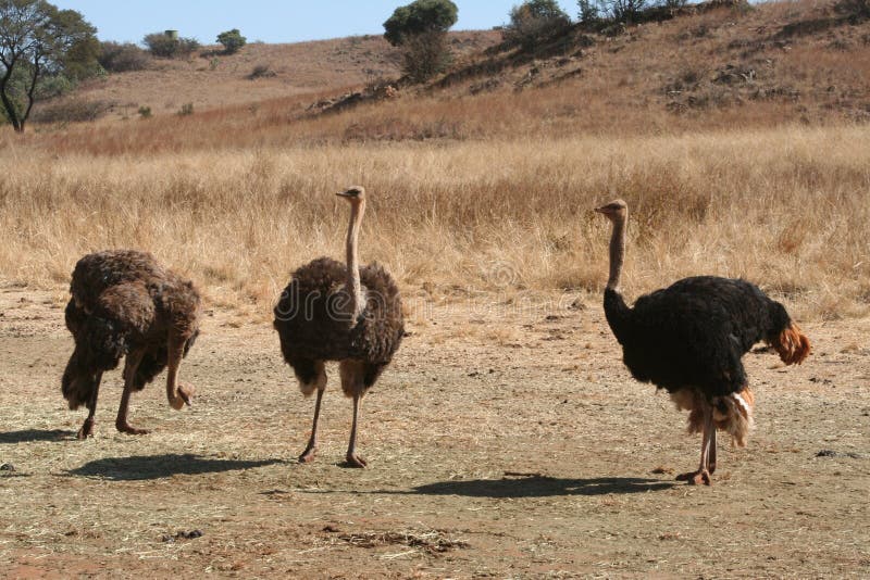 Avestruzes em África imagem de stock. Imagem de preto - 2660519