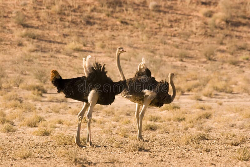 Avestruzes em Kgalagadi imagem de stock. Imagem de enrolado - 5432389