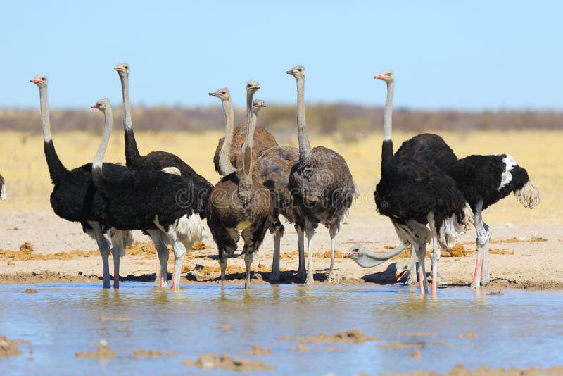 Avestruzes no waterhole imagem de stock. Imagem de pés - 49611403