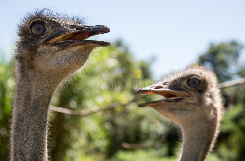 Avestruzes Que Olham Significativas Foto de Stock - Imagem de bicos ...