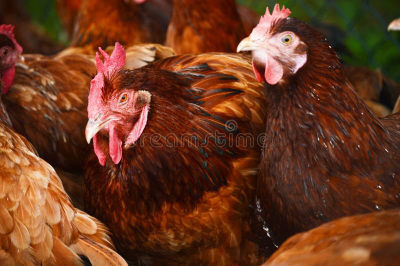 Aviculture Gratuite Traditionnelle De Gamme Image stock - Image du ...
