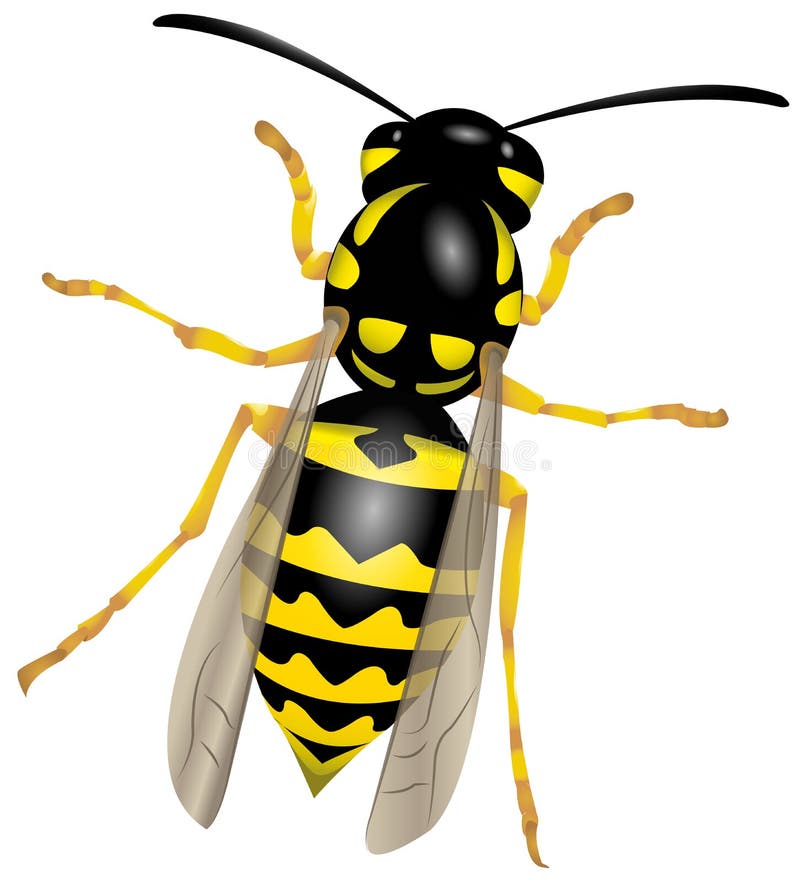 Avispa ilustración del vector. Ilustración de mosca, insecto - 28864313