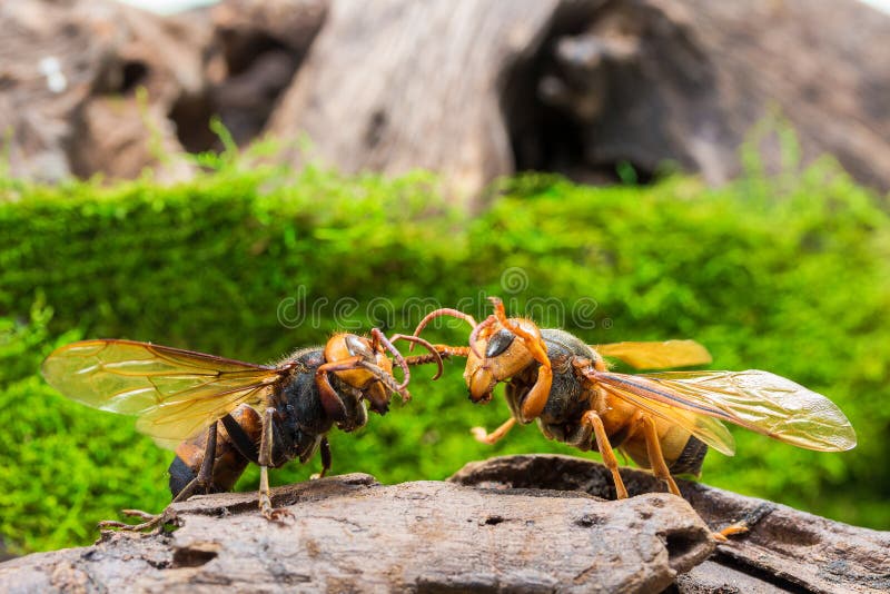 Avispa anaranjada, insecto imagen de archivo. Imagen de salvaje - 79902657