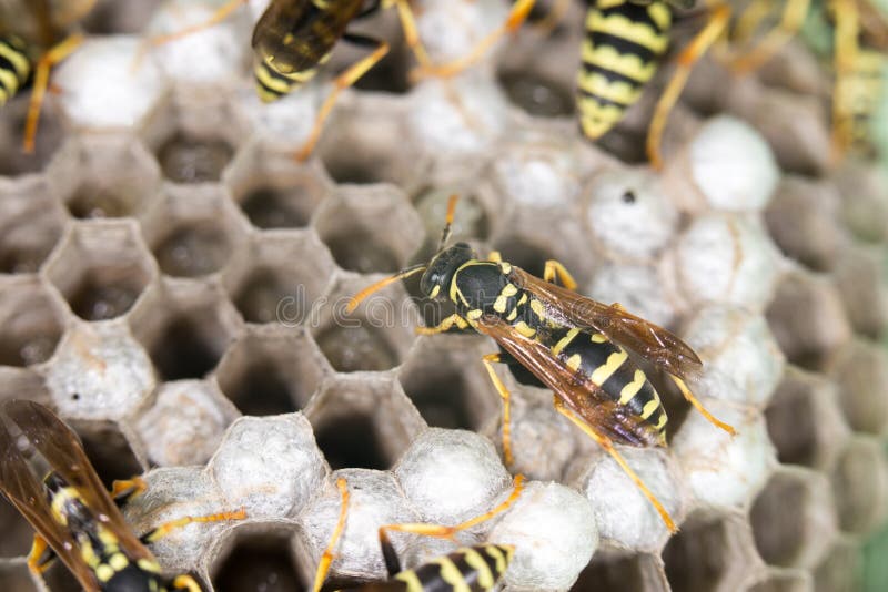 Avispa en colmenas foto de archivo. Imagen de jalea - 107448534