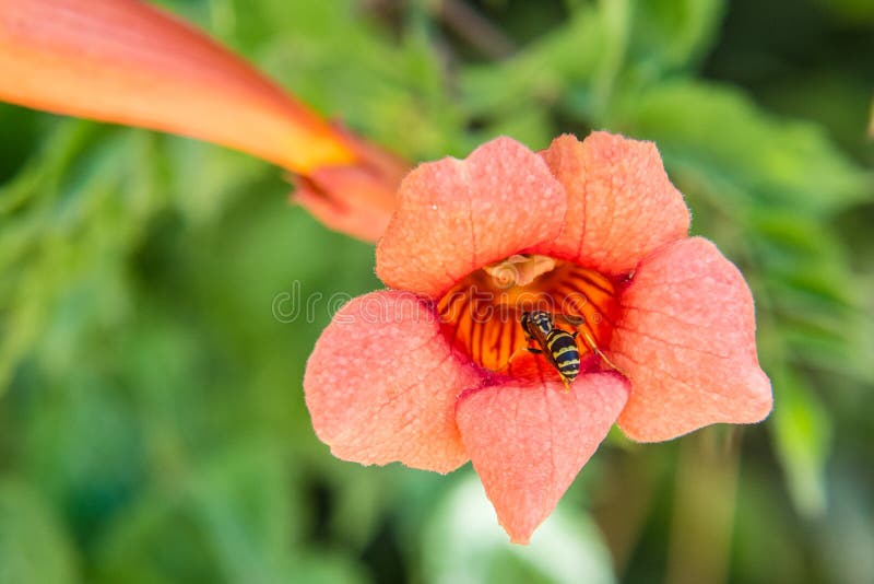 Avispa En Una Flor Grandiflora Del Bignonia Imagen de archivo - Imagen ...