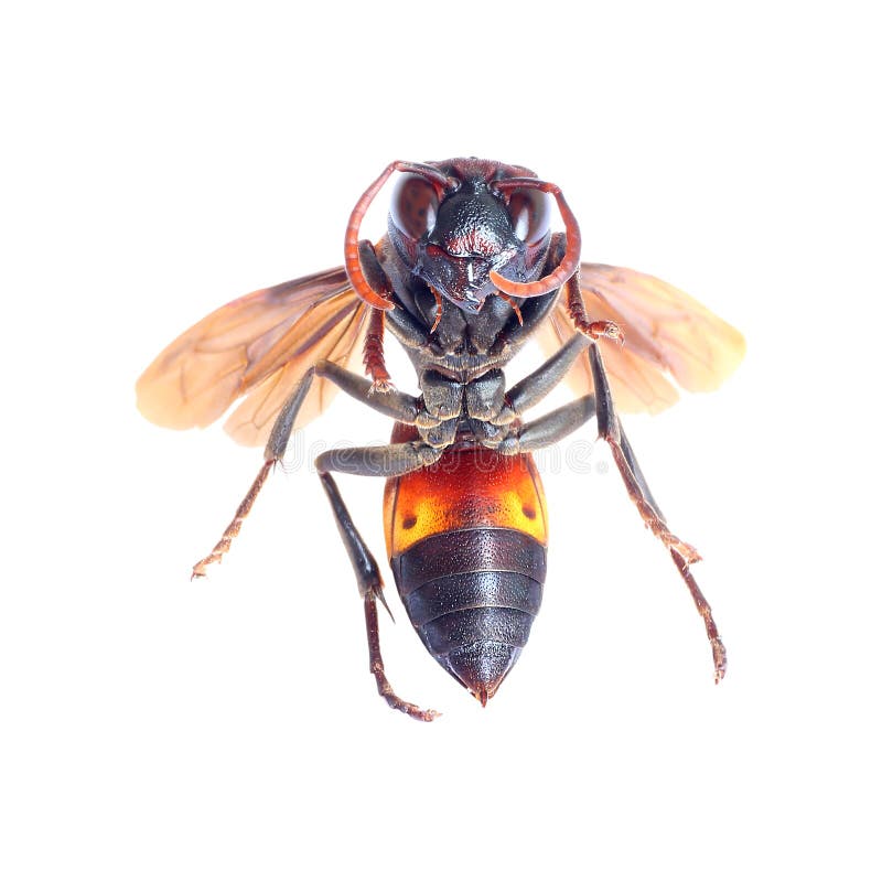 Avispa Grande Aislada En El Fondo Blanco Imagen de archivo - Imagen de ...