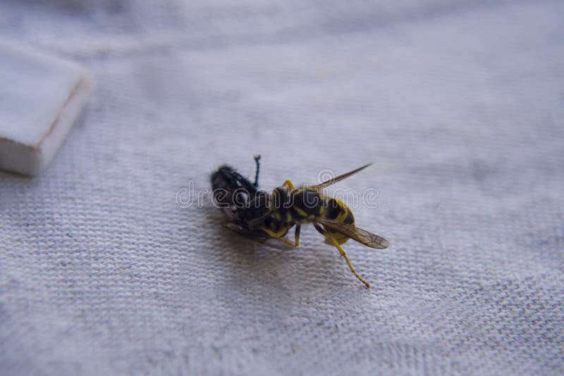 Avispa Que Lucha Con La Mosca En La Tabla Foto de archivo - Imagen de ...