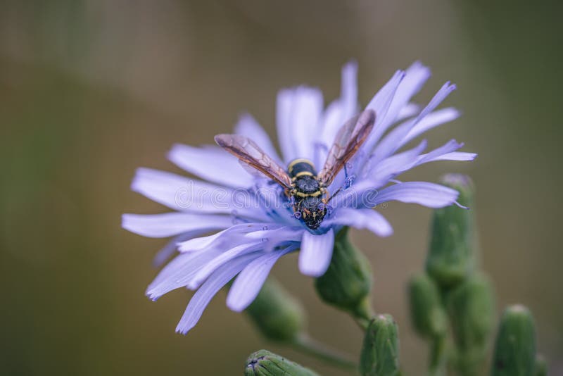 Avispa Sobre La Flor De Cardo Azul Foto de archivo - Imagen de pistilo ...