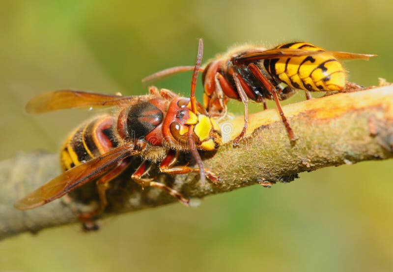 Avispas grandes imagen de archivo. Imagen de avispas - 15594215