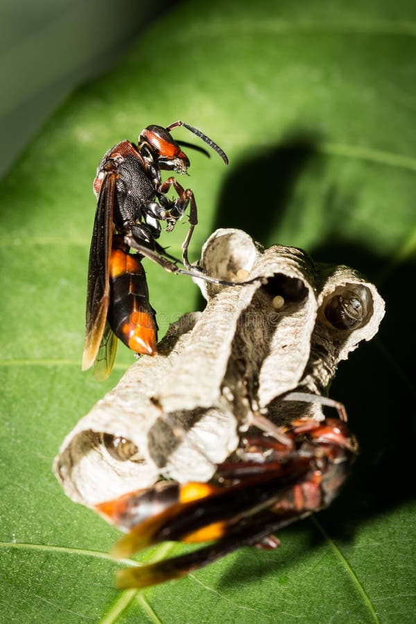 Avispas grandes imagen de archivo. Imagen de exterior - 99626811