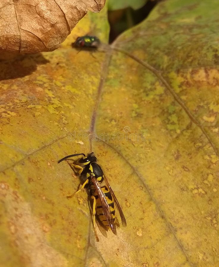 Avispas y mosca foto de archivo. Imagen de insecto, mosca - 130677222