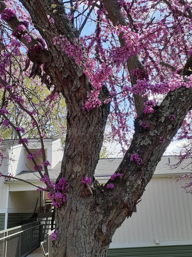 Avl9 stock photo. Image of eastern, avl9, pink - 177899214