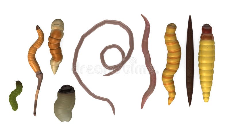 Set Av Helmint Och Deras ägg. Maskar. Leverfläck, Levertrematod ...