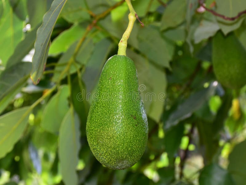 Avocade fruit stock photo. Image of seed, diet, island - 109948144
