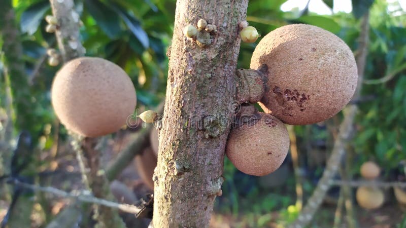Avocado or Alligator Pear or Avocado Alligator Seedlings in a Pots on ...
