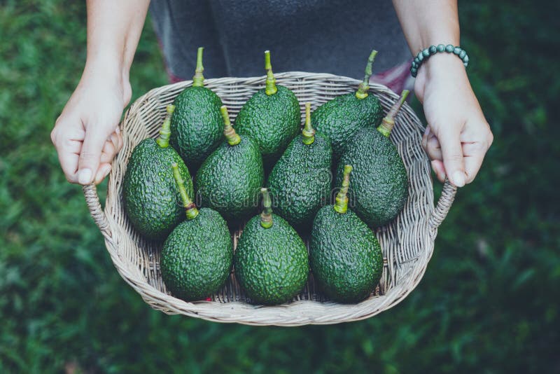 Avocado in a Basket Avocado in Natural Light Stock Photo - Image of ...