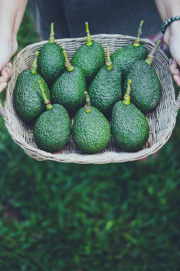 Avocado in a Basket Avocado in Natural Light Stock Image - Image of ...