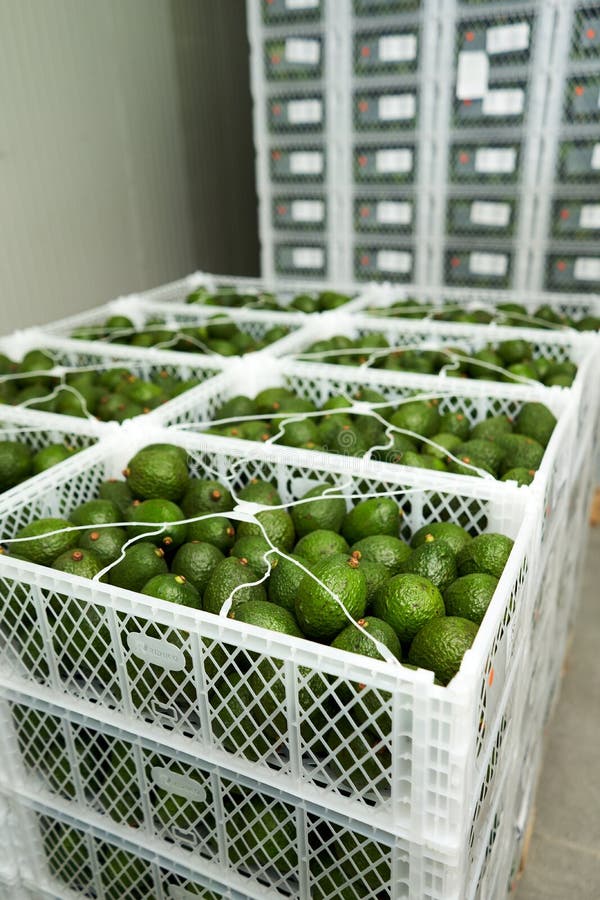 Avocado Basket Stacked on Factory Stock Image - Image of market, fresh ...