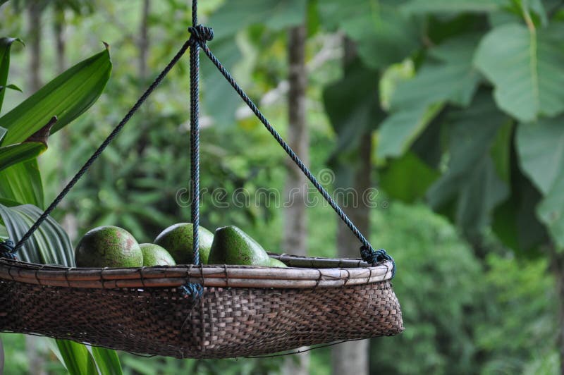 Avocado in the basket. stock photo. Image of vegetable - 51676390