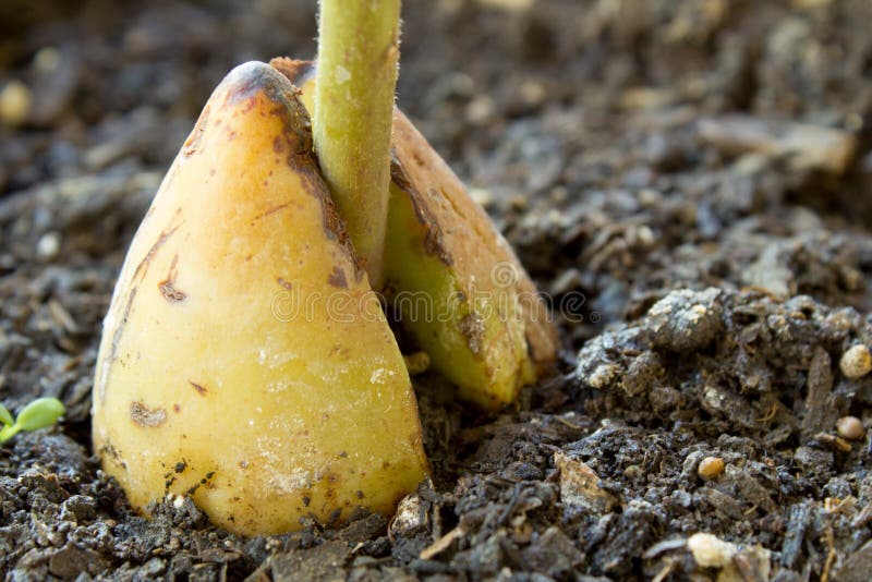 Avocado stock image. Image of growing, avocado, stalk - 64536609