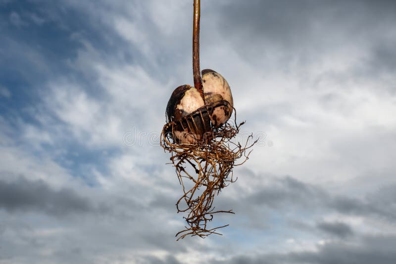 Avocado Core with Roots in Front of Sky Stock Image - Image of seedling ...