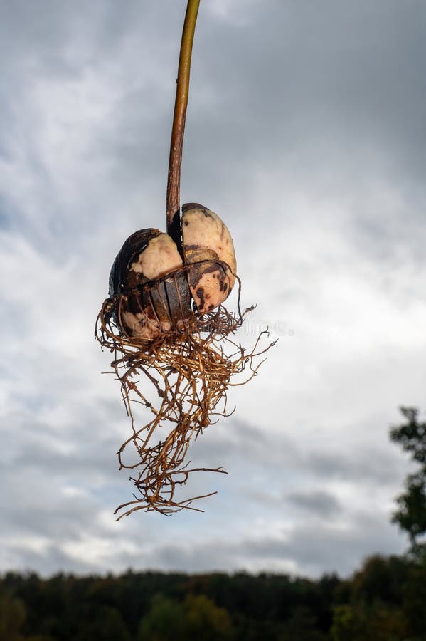 Avocado Core with Roots in Front of Sky Stock Photo - Image of natural ...