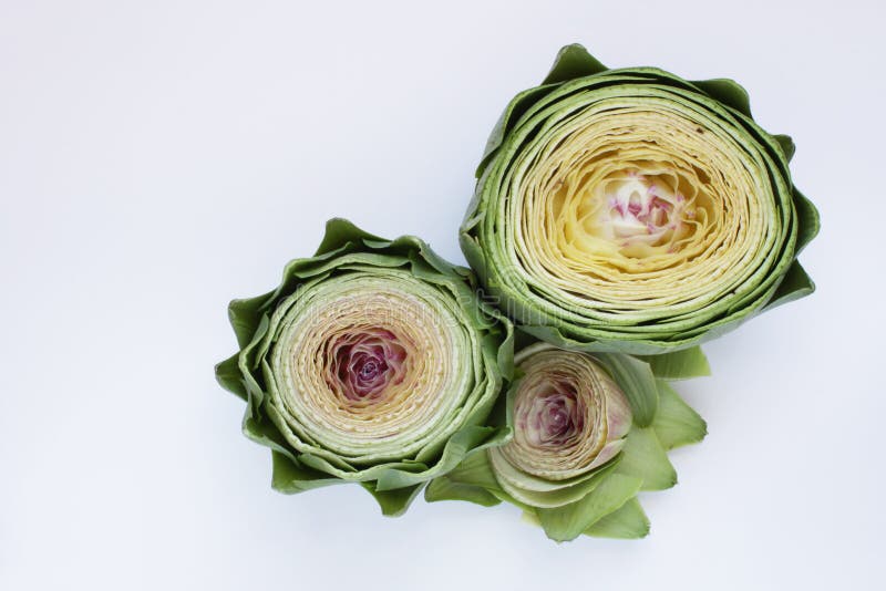 Cross Sections of Plants Stem Show Plant Vascular Tissue Under ...