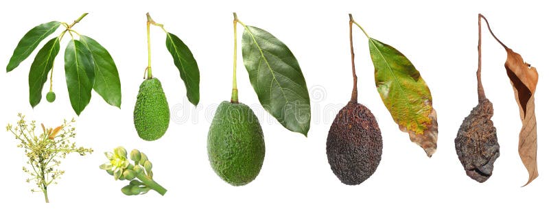Avocado Stages Riping Stock Photos - Free & Royalty-Free Stock Photos ...