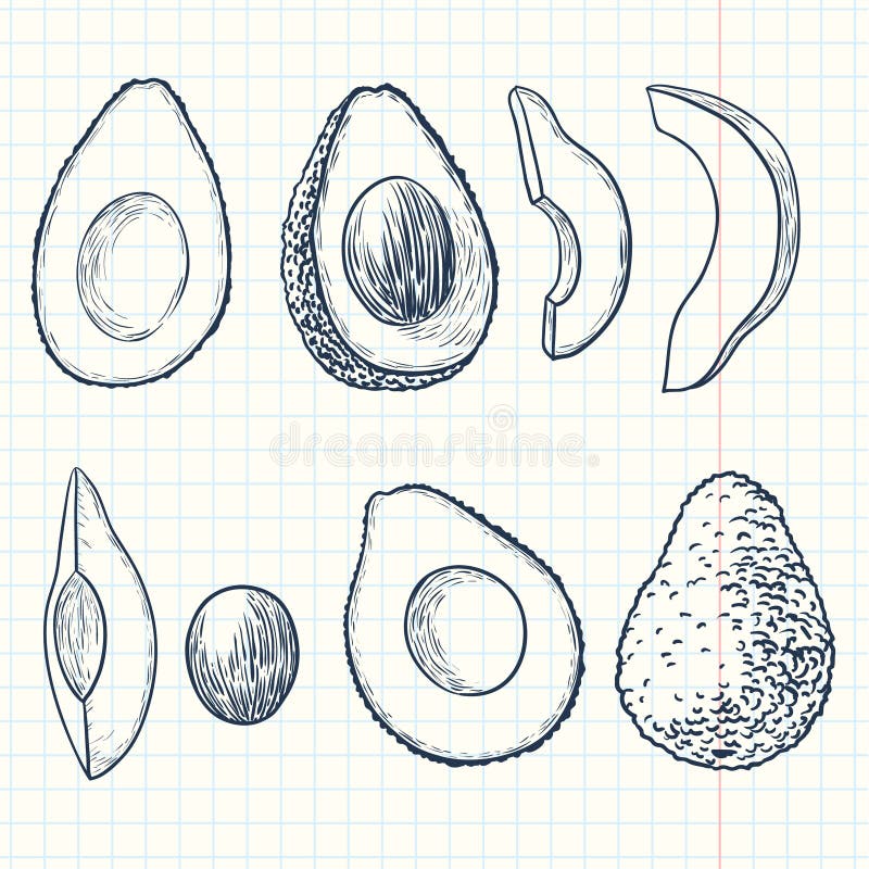 Avocado Line Drawing Stock Illustrations – 3,300 Avocado Line Drawing ...