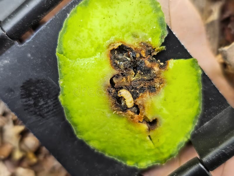 274 Fruit Rot Avocado Stock Photos - Free & Royalty-Free Stock Photos ...