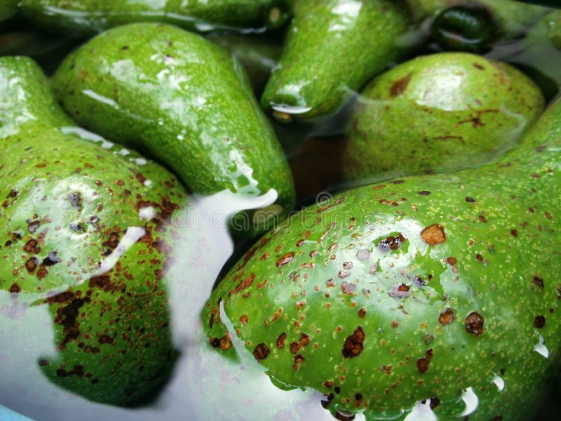 Avocado stock photo. Image of native, mexico, fruit, texture - 42666088