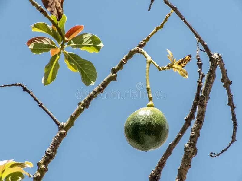 Avocado Fruit on Tree in Brazil Stock Image - Image of farming, growing ...