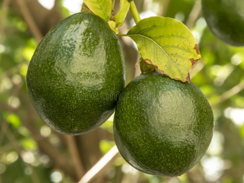 Avocado Fruit on Tree in Brazil Stock Photo - Image of field, diet ...