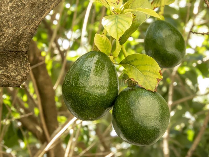 Avocado Fruit on Tree in Brazil Stock Image - Image of agribusiness ...