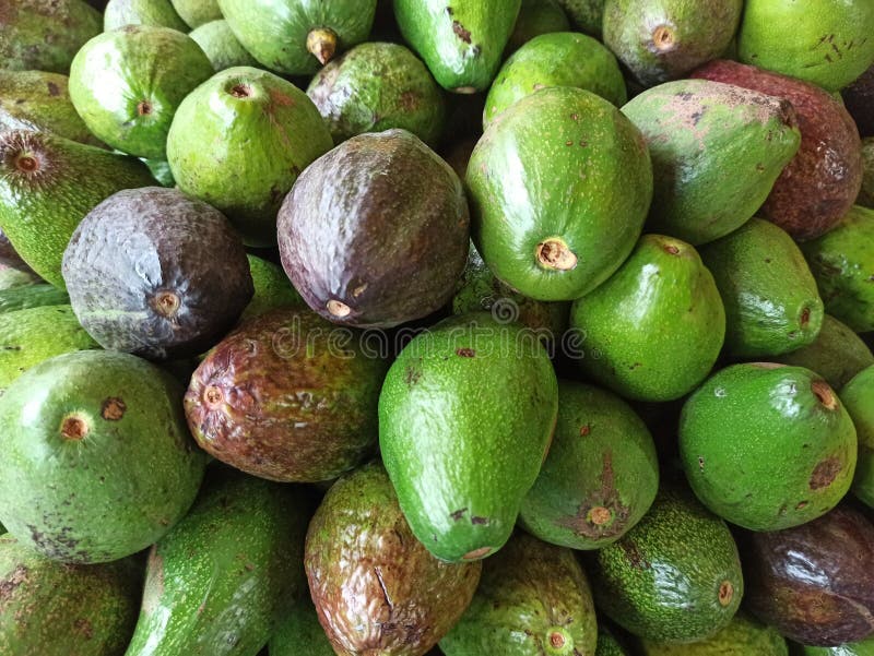An avocado fruits stock image. Image of branch, dish - 204693315