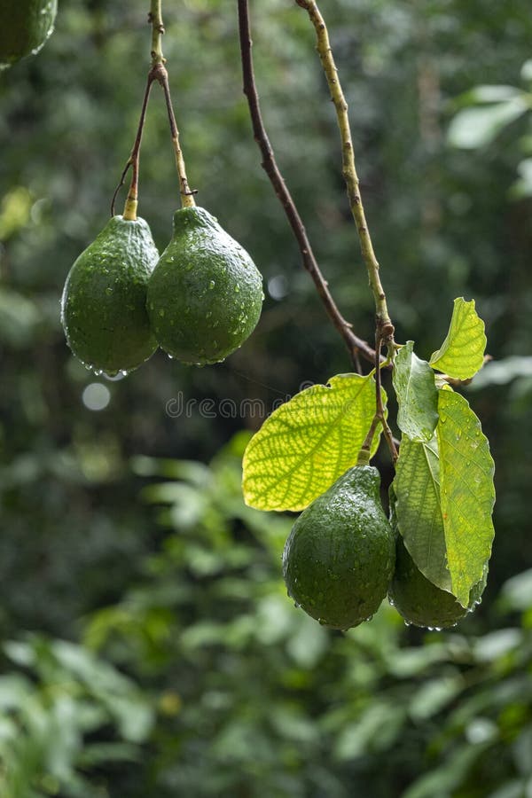 Avocado Fruits on a Tree in Brazil Stock Photo - Image of seasonal ...