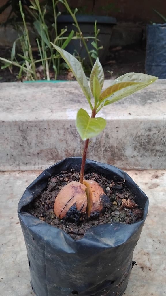 Avocado germination stock photo. Image of avocado, characteristic ...
