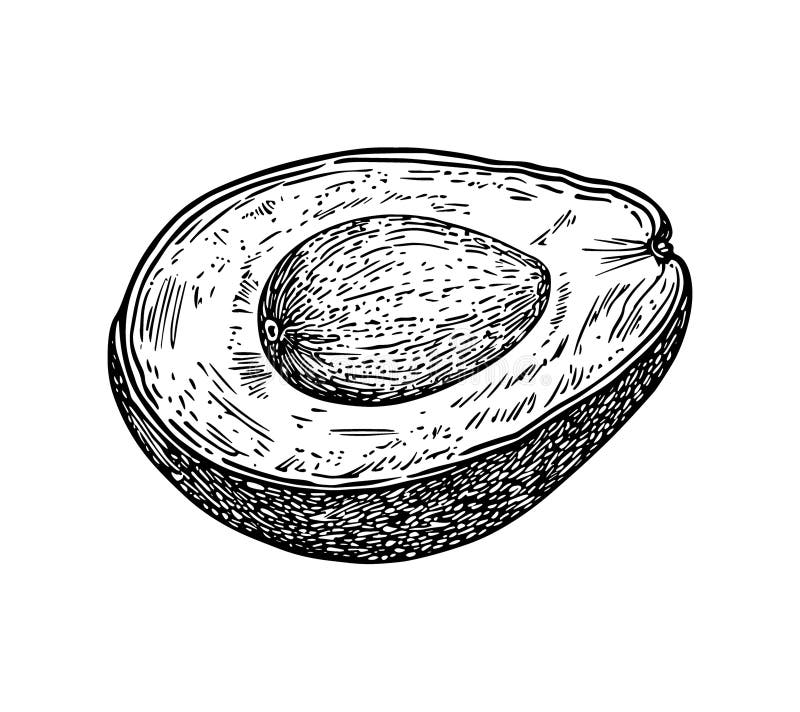 Avocado Half Sketch Vector Illustration Stock Vector - Illustration of ...
