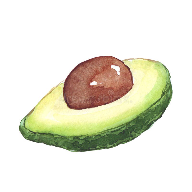 Avocado, Watercolor Painting on White Background Stock Illustration ...