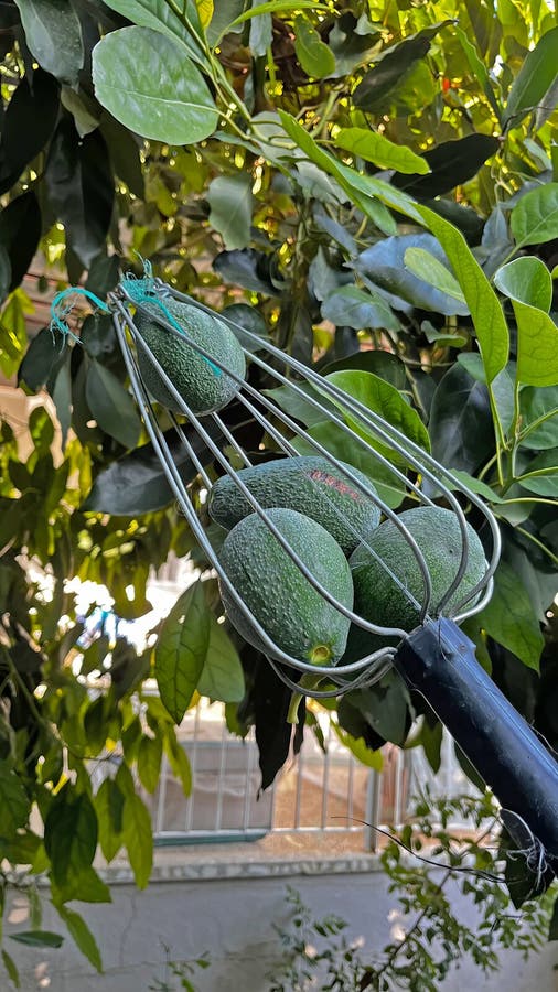 Avocado Harvesting Tool at the Top of the Tree Stock Image - Image of ...
