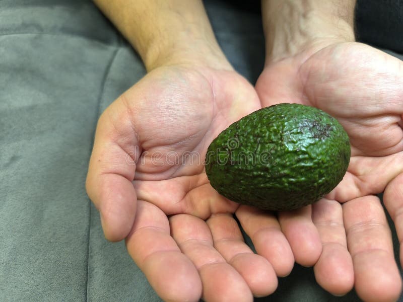 An Avocado Held by Human Hands Stock Image - Image of buying, fruit ...