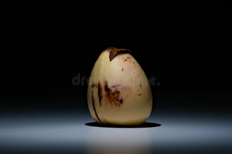 An avocado kernel stock photo. Image of ingredient, eating - 233791278