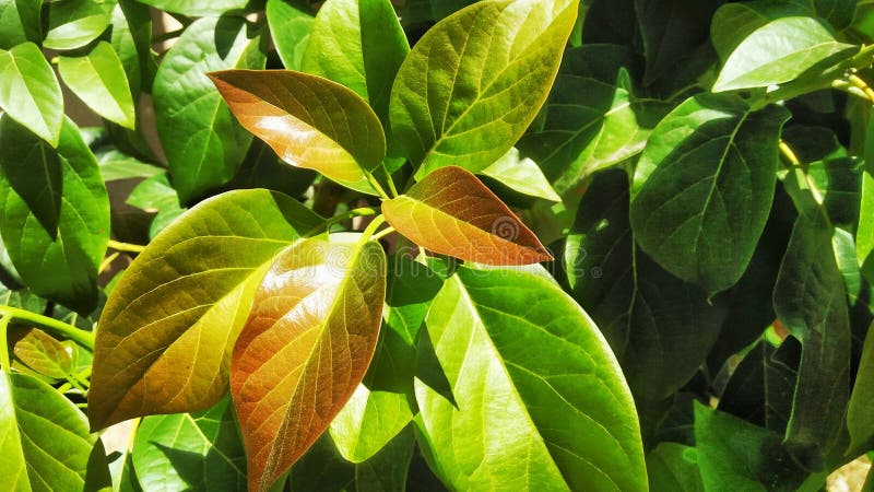 Avocado leaf picture stock image. Image of produce, maple - 284321099
