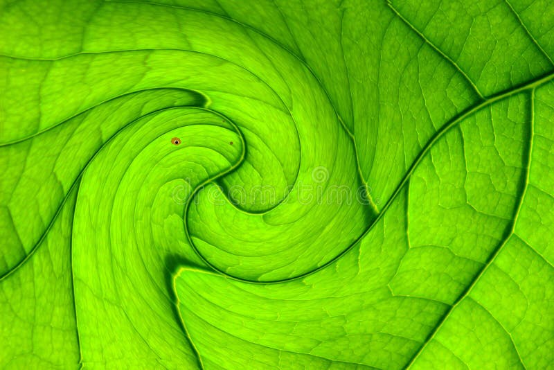 Snake Avocado Stock Illustrations – 93 Snake Avocado Stock ...