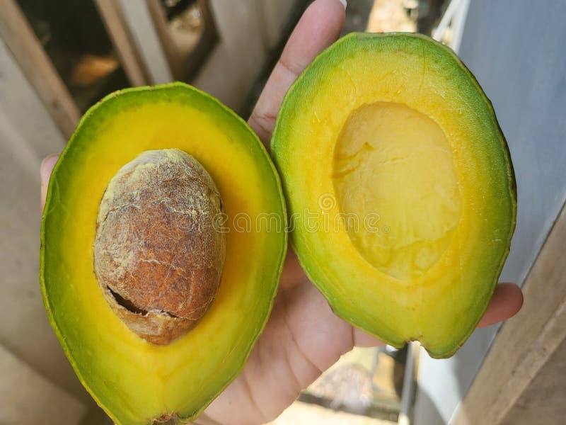 Avocado stock photo. Image of delicious, avocado, good - 261857700