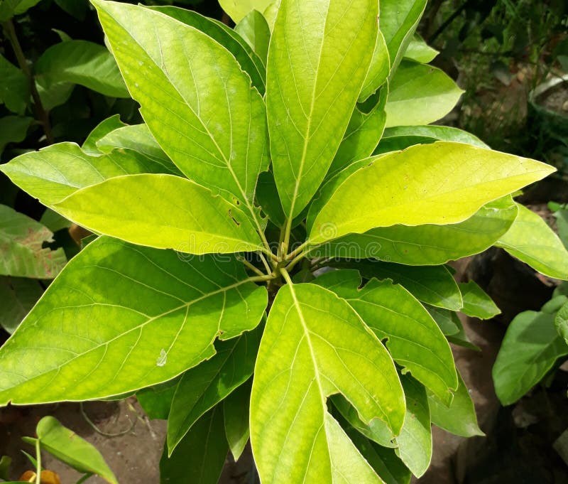 The Avocado is a Medium-sized, Evergreen Tree in the Laurel Family. Stock Image - Image of ...