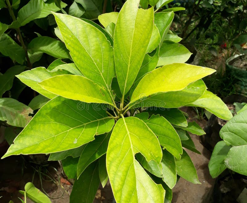 The Avocado is a Medium-sized, Evergreen Tree in the Laurel Family. Stock Photo - Image of ...