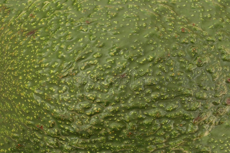 Avocado peel texture. stock photo. Image of peel, vegetable - 248882760
