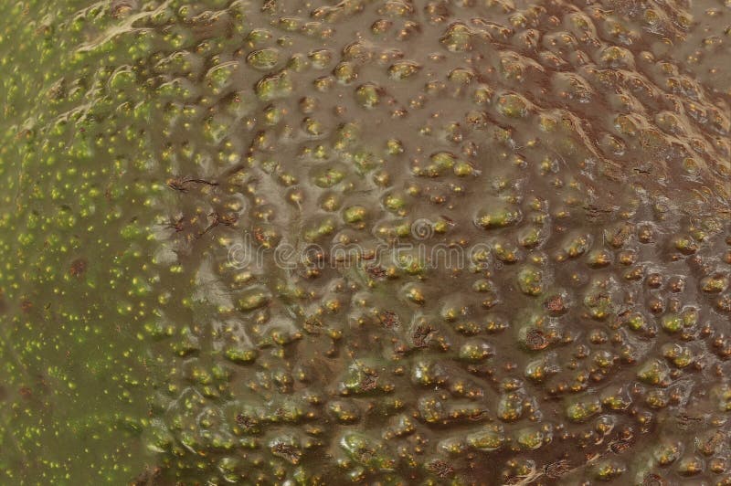 Avocado peel texture. stock photo. Image of avocados - 248882776