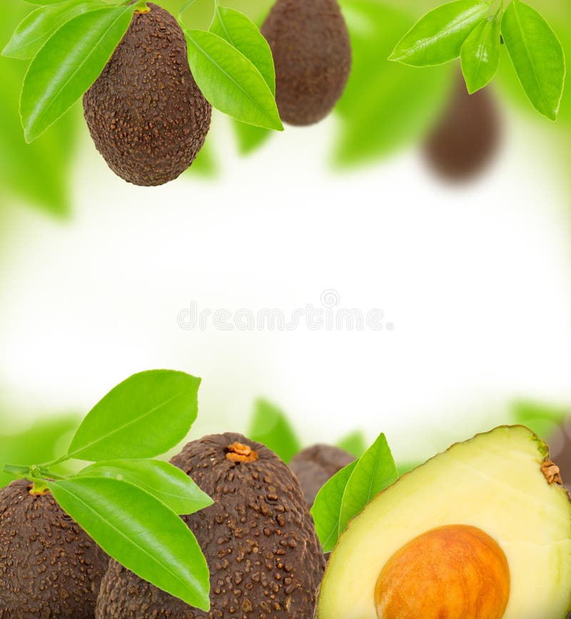 Avocado stock image. Image of green, background, fall - 53696611